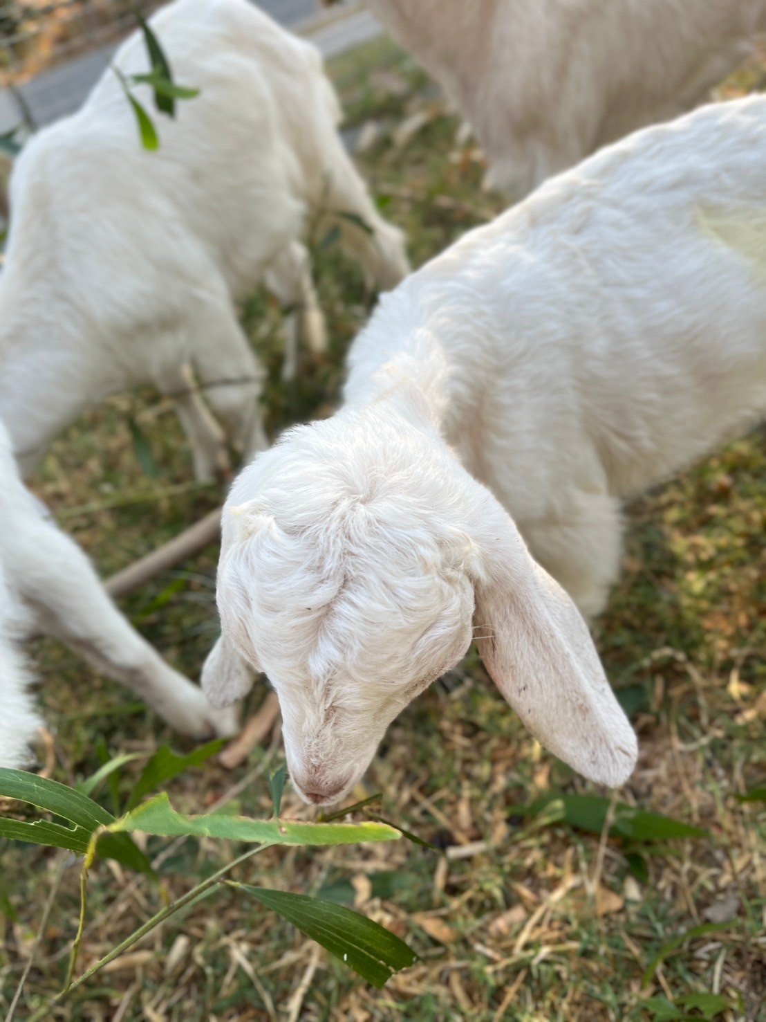 goat Object Detection Model by nooyen