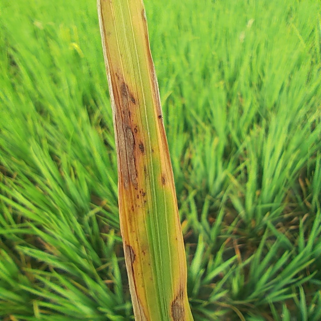 paddy_leaf_detection Object Detection Dataset by hippotechfast