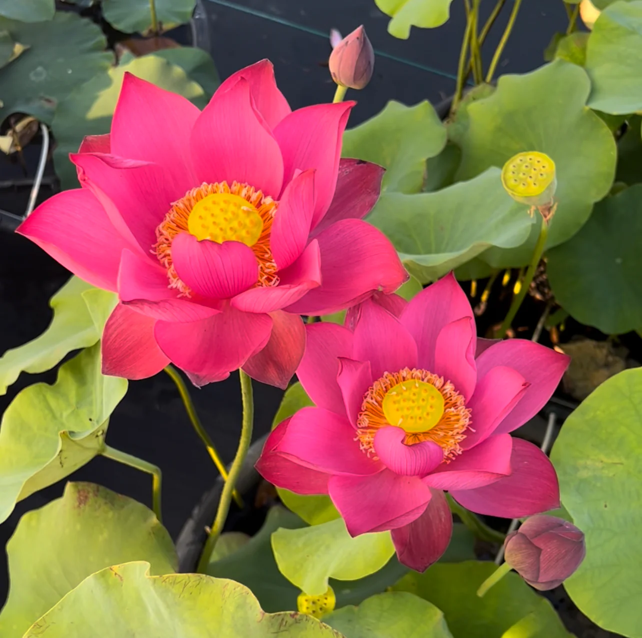 lotus_detection Object Detection Dataset by Khaing