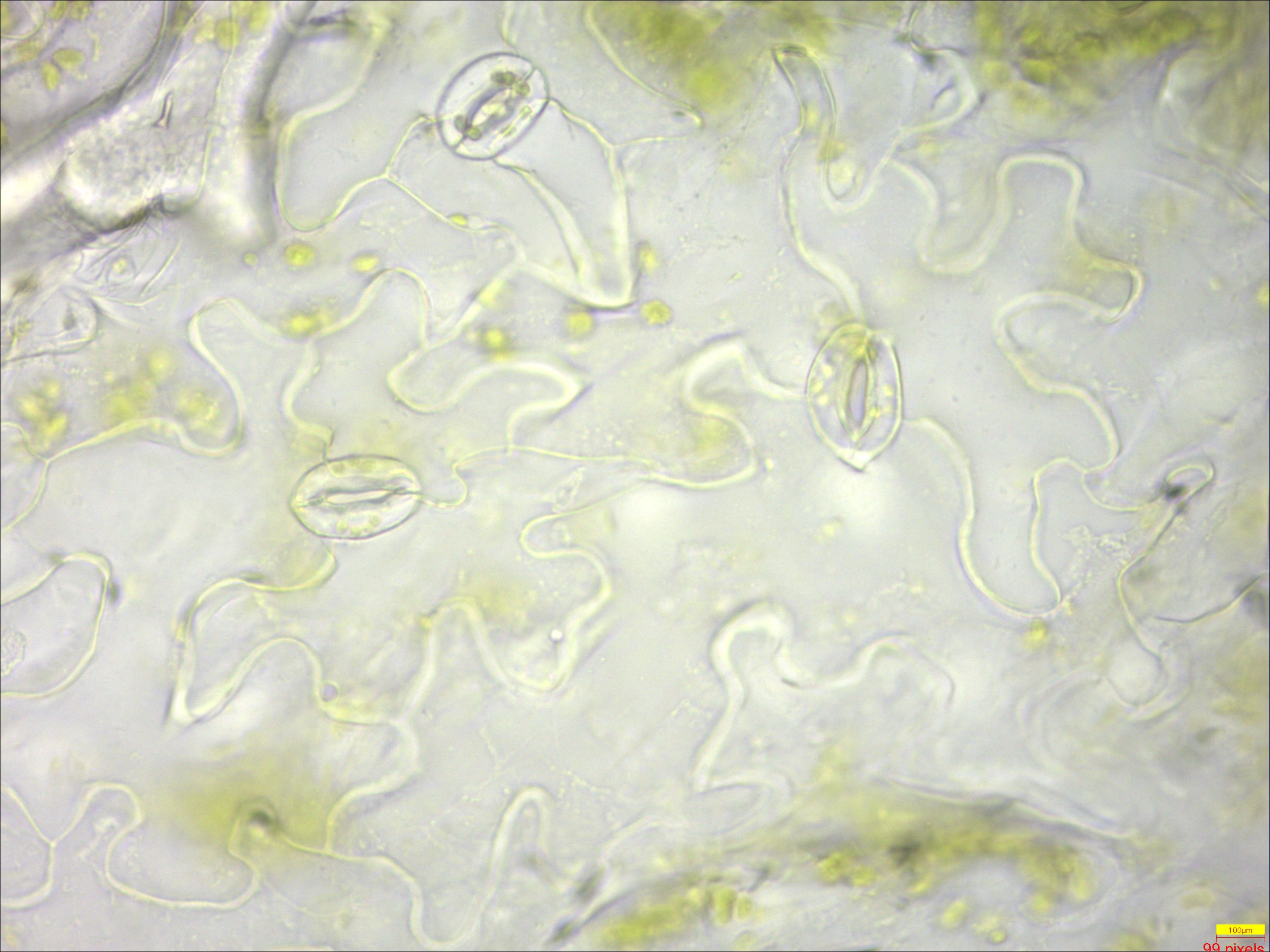 Mat Lab - Roboflow Universe