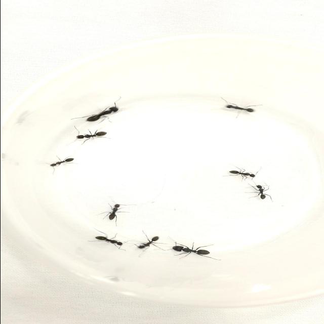 Insect Detection Object Detection Dataset By Ginto
