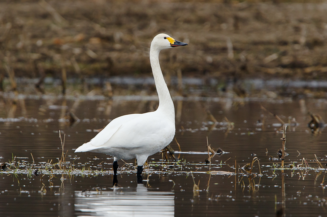 swan-detection Object Detection Dataset by Stepan Vysotskiy