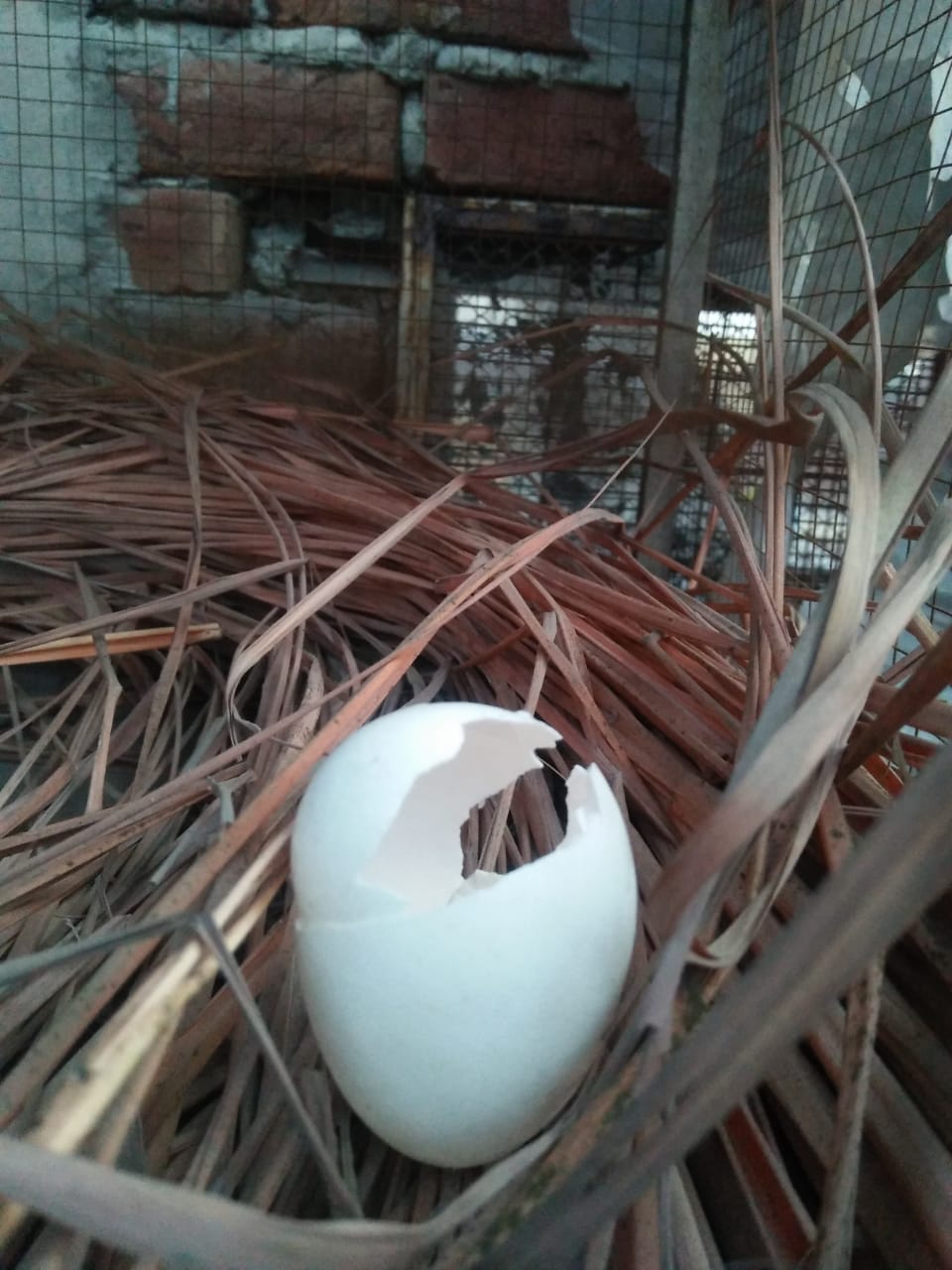 Egg Classification Object Detection Dataset and Pre-Trained Model by Tigriz