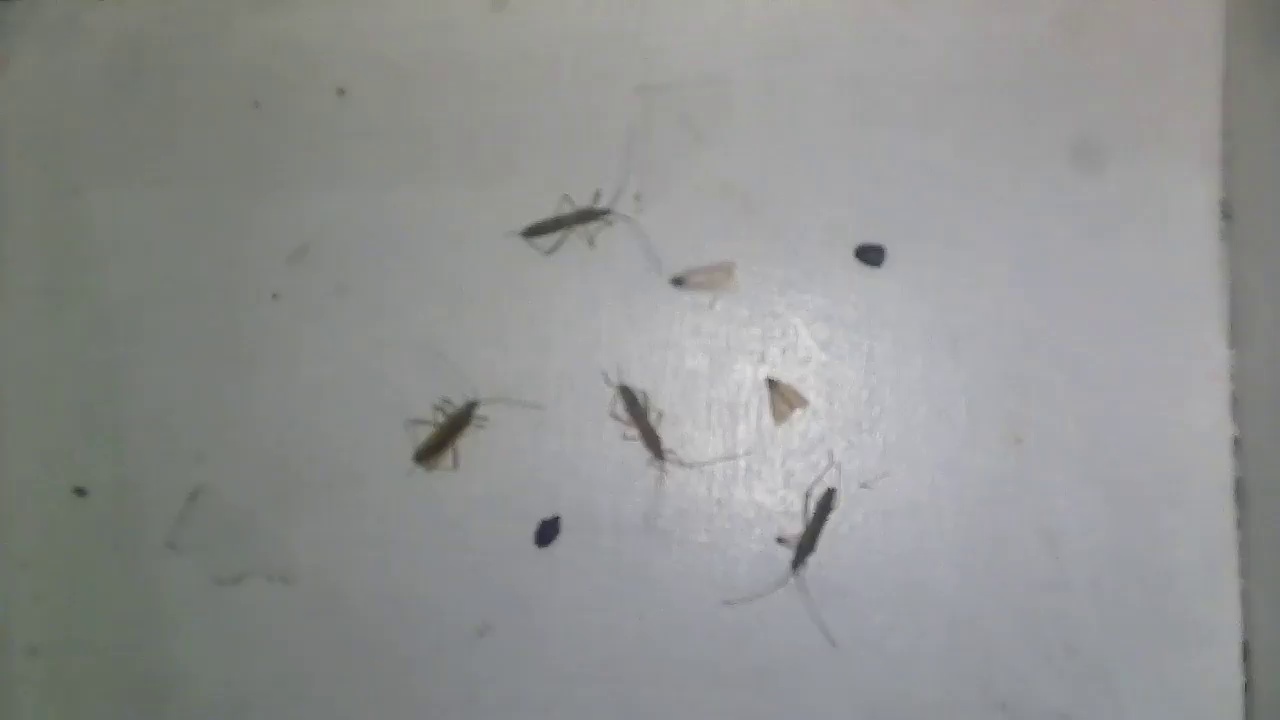 Paddy Rice Insects Object Detection Dataset and Pre-Trained Model by Caraga State University