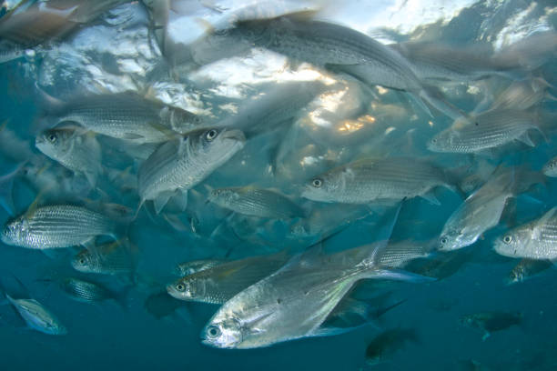 CAO FISH GP4 - Roboflow Universe