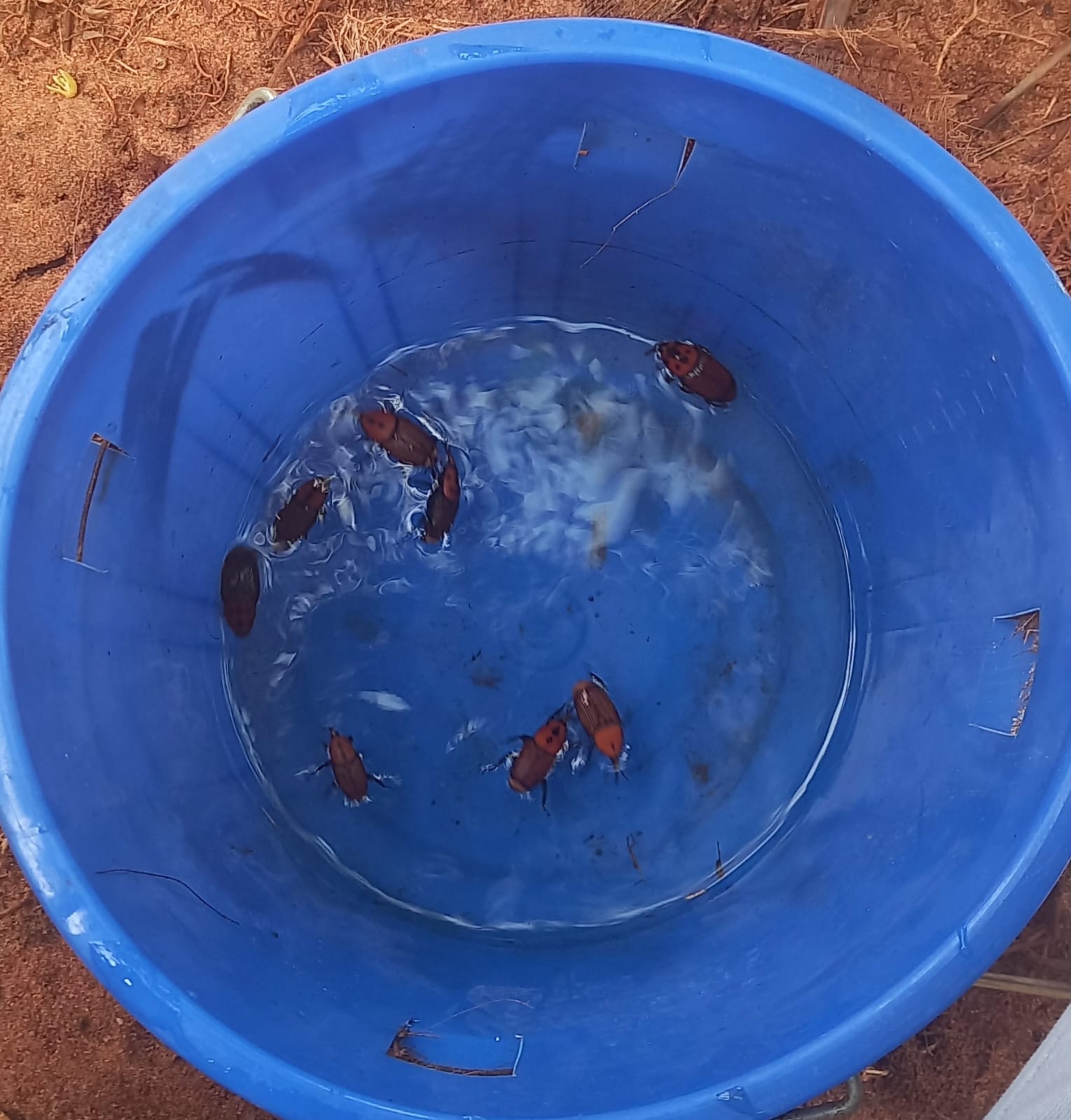 Red_palm_weevil_detection Object Detection Model by Redpalmweevil