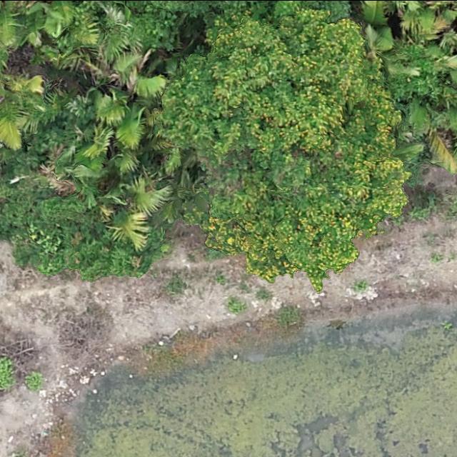 mangrovelama Object Detection Dataset by mangrove