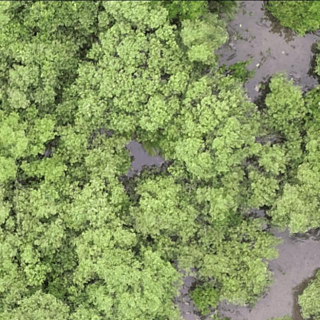 mangrove detection Object Detection Dataset and Pre-Trained Model by mangrove