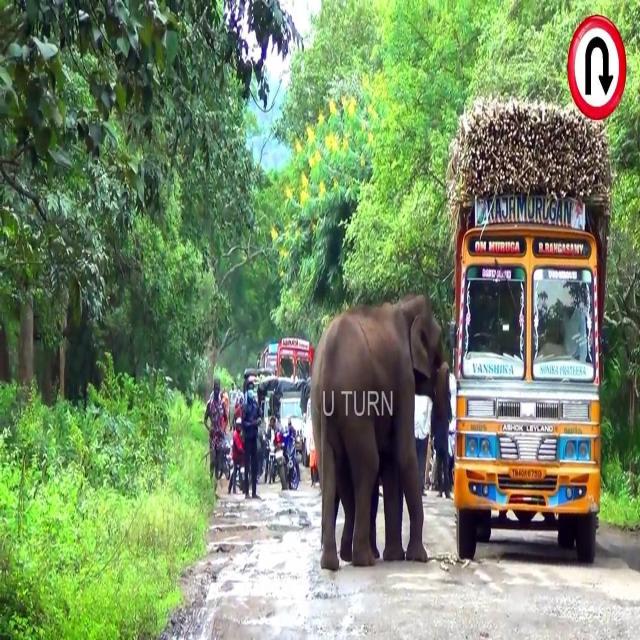 Train Elephant Object Detection Dataset and Pre-Trained Model by elephand detection