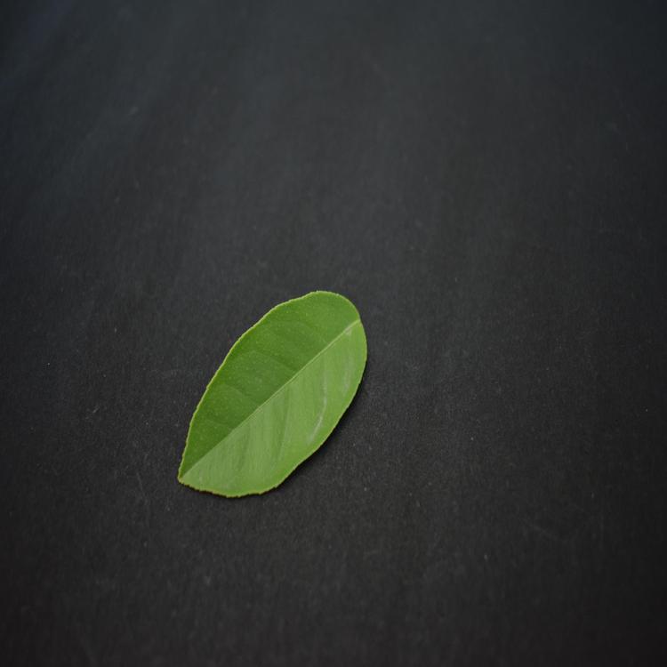 LemonLeaf Object Detection Dataset by archi