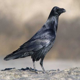 crow Classification Dataset by Dataset