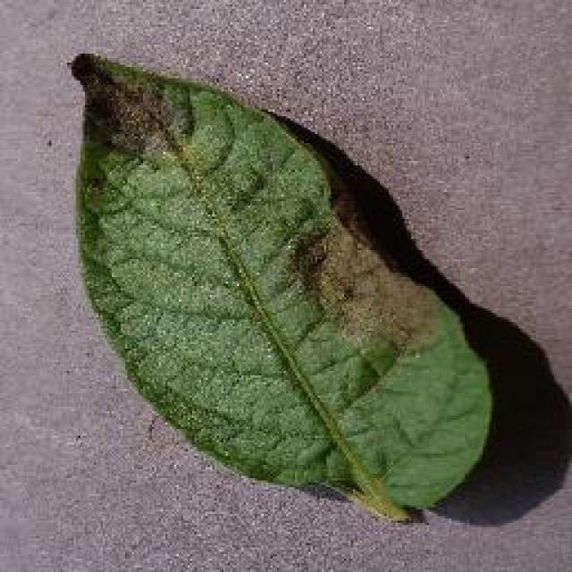 Late Blight Disease Instance Segmentation Model by Tabriz