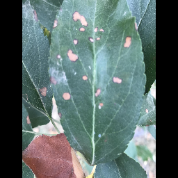 Apple Disease Classification Model by workspace