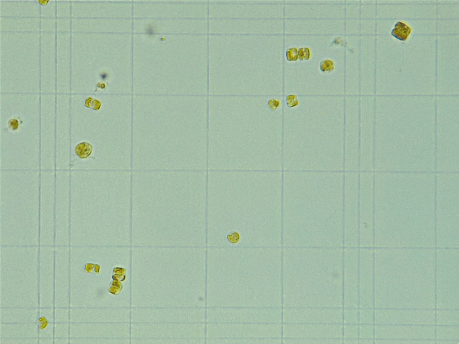 alon practice - Roboflow Universe