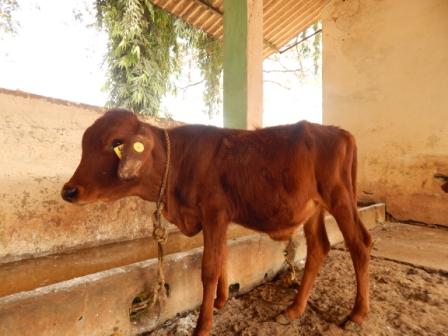 cow breed detection Object Detection Dataset by isarva insternship