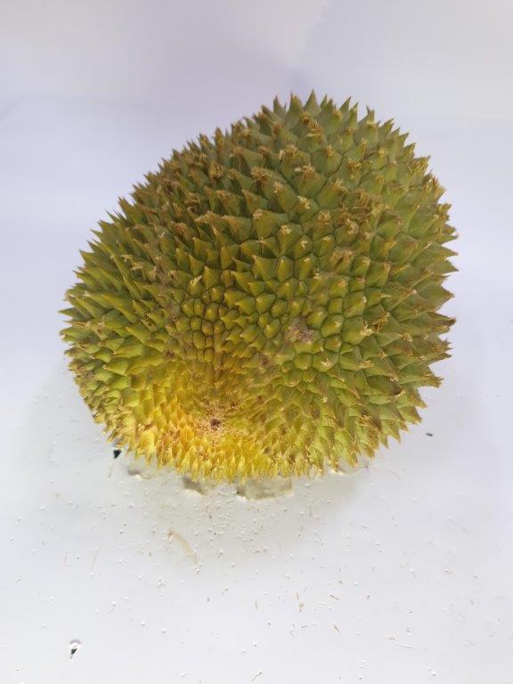 durian Object Detection Dataset by saw