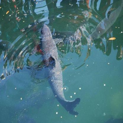 Underwater Images Dataset Object Detection Dataset and Pre-Trained Model by UnderWater Images