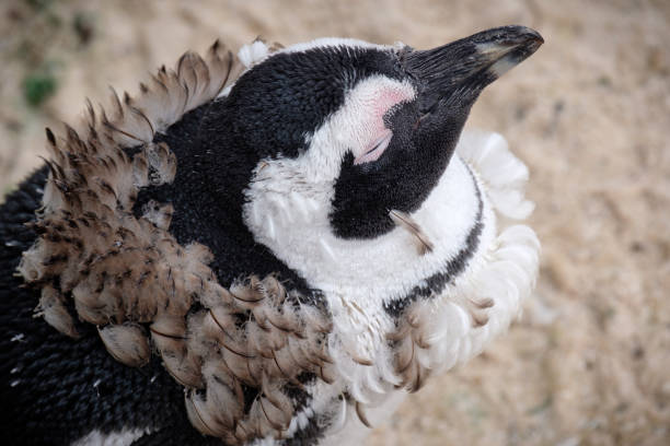 Penguin Detection Object Detection Dataset by Final Year Design