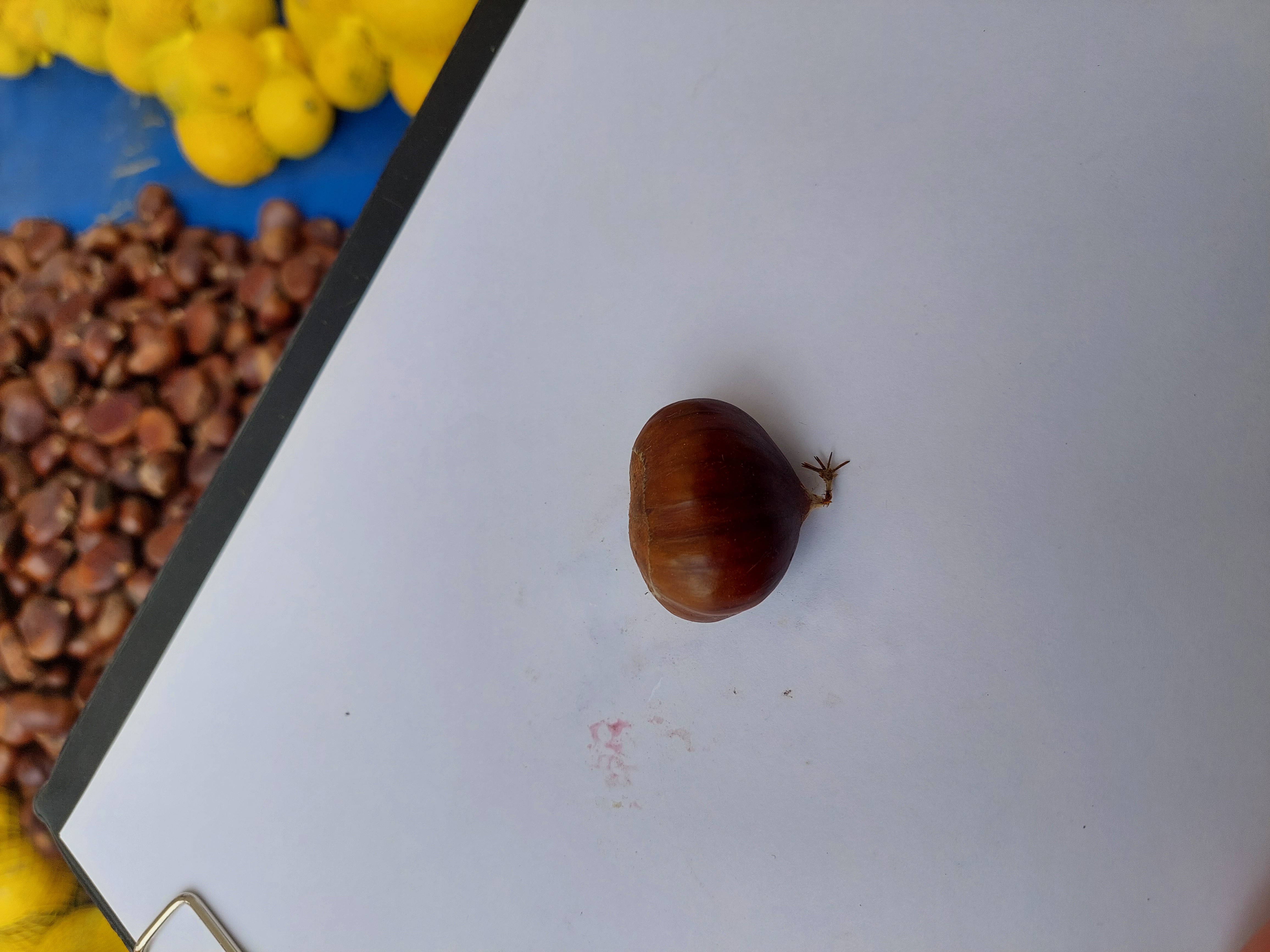 fruit or vegetable Object Detection Dataset by image processing