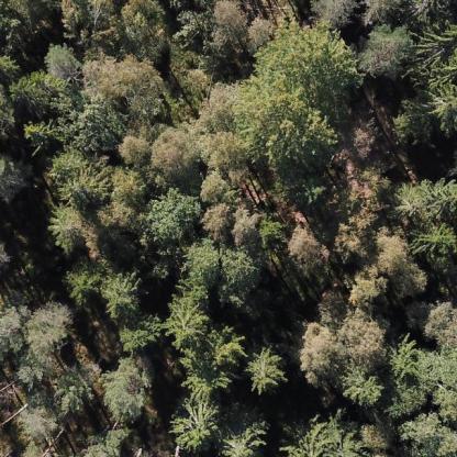 Dead_Tree_Detection_Model Instance Segmentation Dataset and Pre-Trained ...