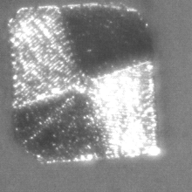 yolov8-cls Classification Dataset by R JH