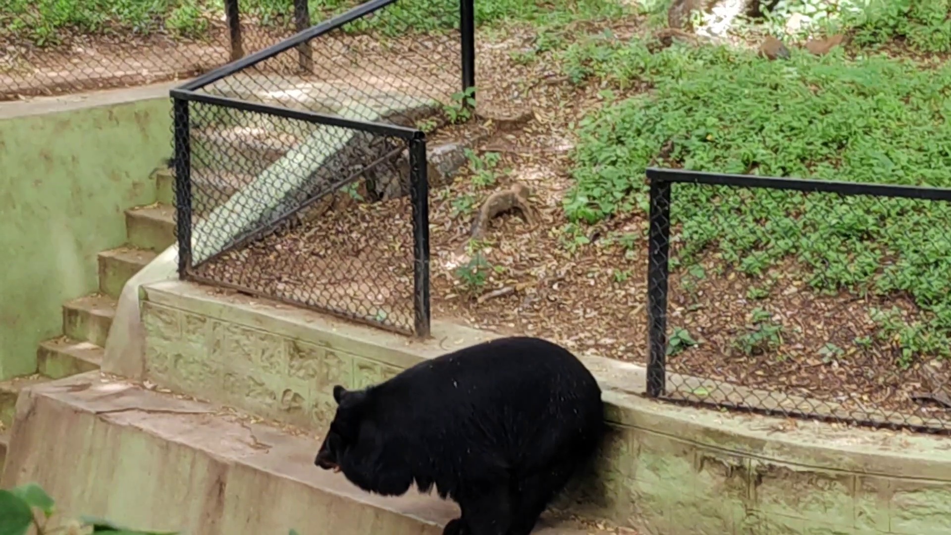 Bear1 Object Detection Model By Bear1