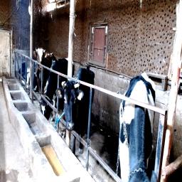 cow- mon and-mastitis detection Object Detection Dataset by kirubel