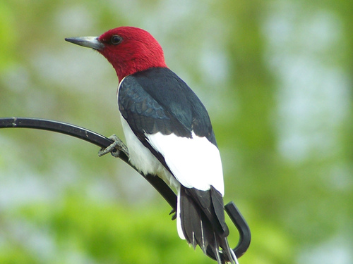 Detect And Classify Object Detection Object Detection Dataset by birds