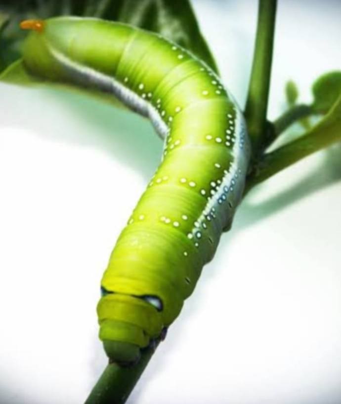 Insect Object Detection Dataset By 9luck