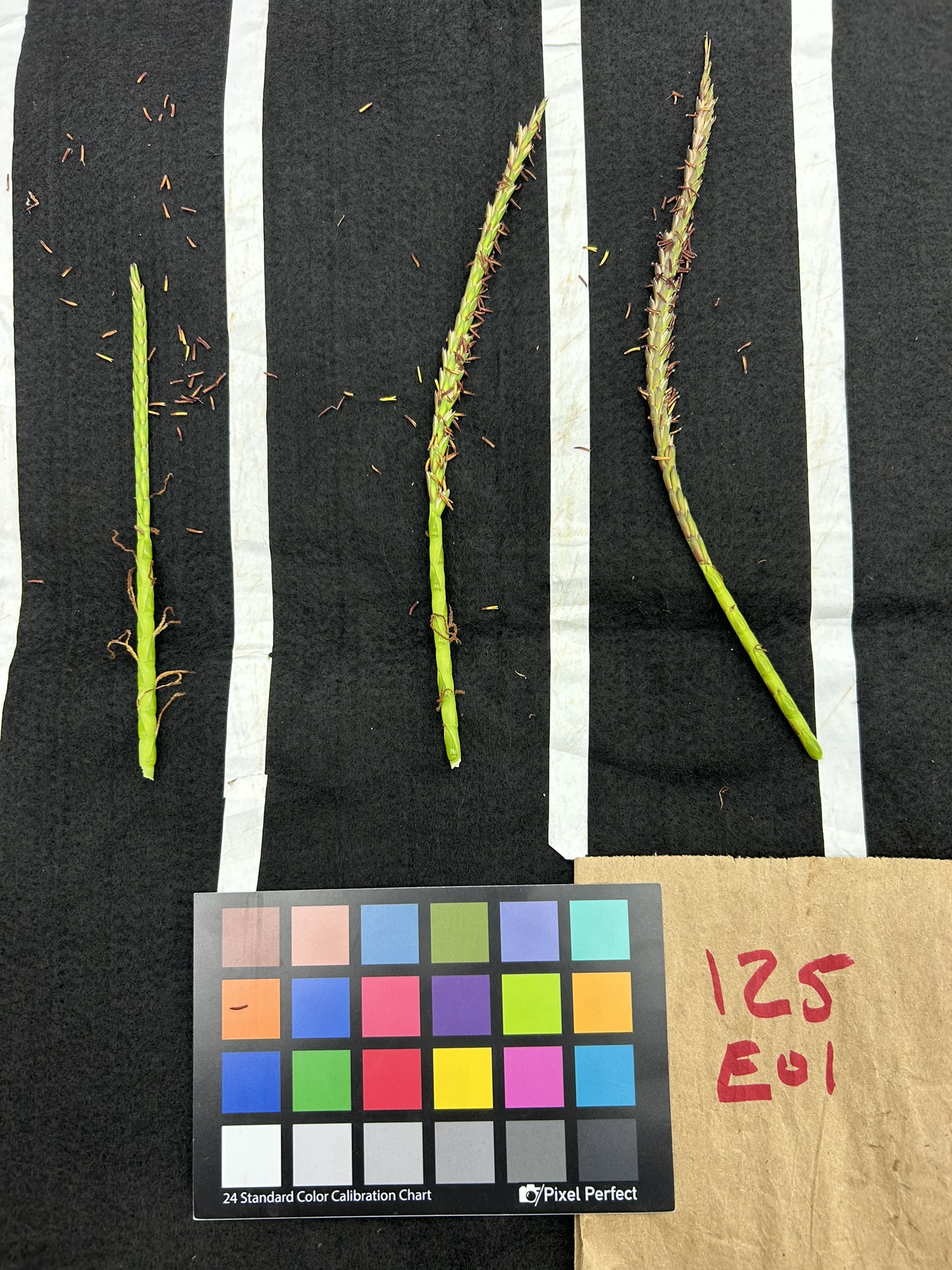 How to Use the Tripsacum Flowers Object Detection API