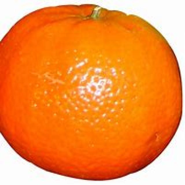 MVIT_Oranges Object Detection Dataset by ObjectDetectionProject