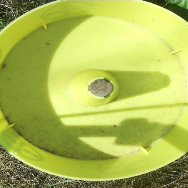 Hoverfly3 Object Detection Dataset and Pre-Trained Model by Leibniz Universitt Hannover ...