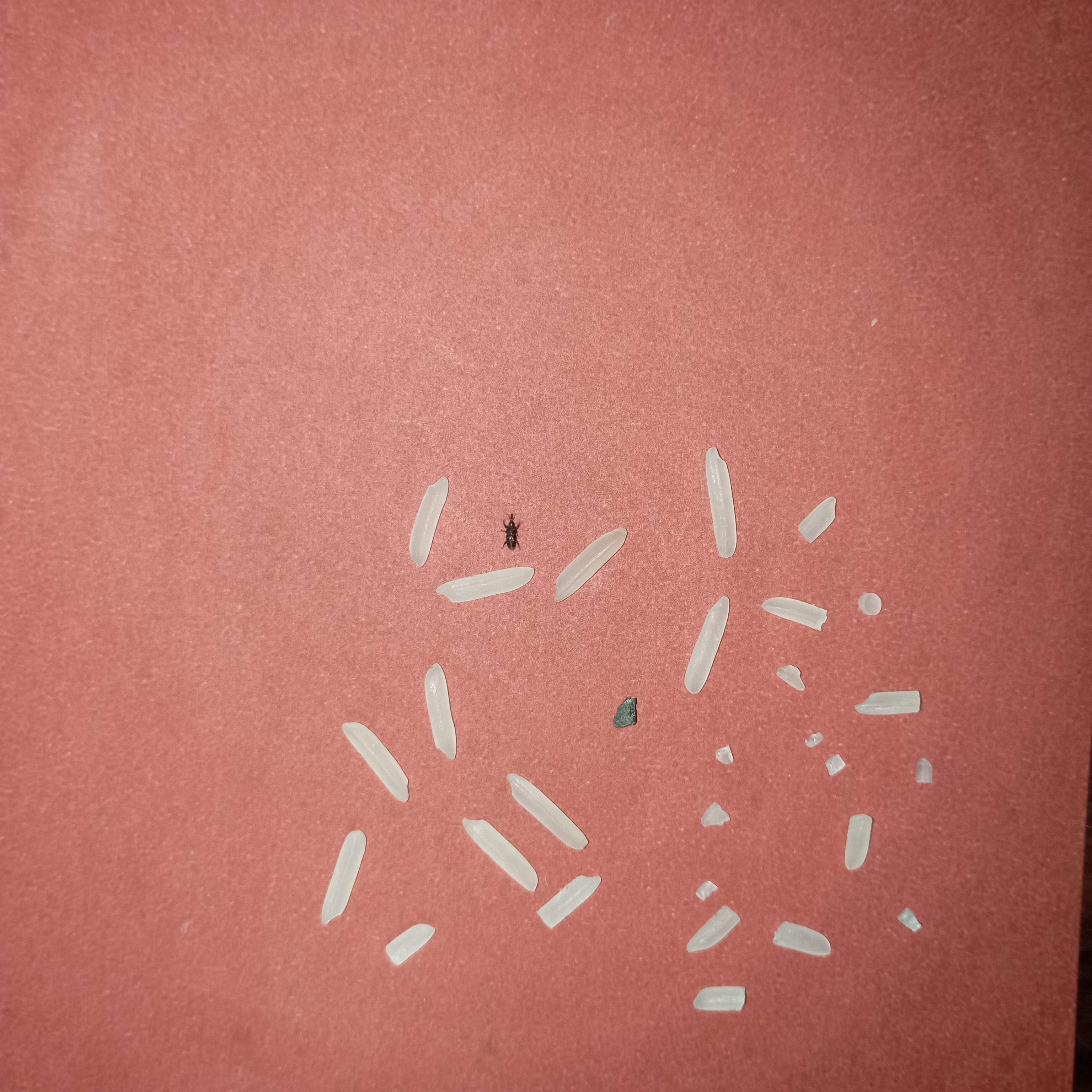 Rice Grain Quality Instance Segmentation Model By Khairunisa