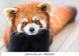 Red Panda Object Detection Dataset by Object DetectionRed PandaLi Qiuyang