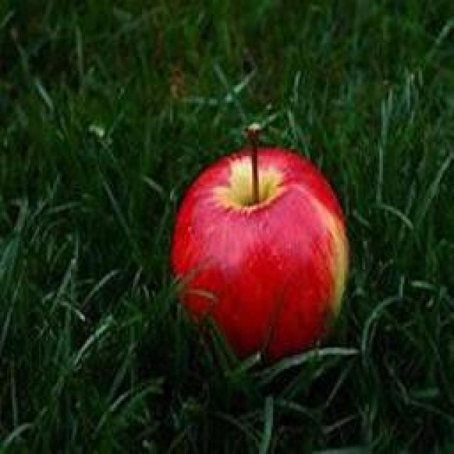 Super Apple Object Detection Model by thang