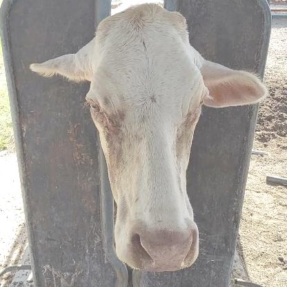 Cow Face Recognition Object Detection Model by object detection