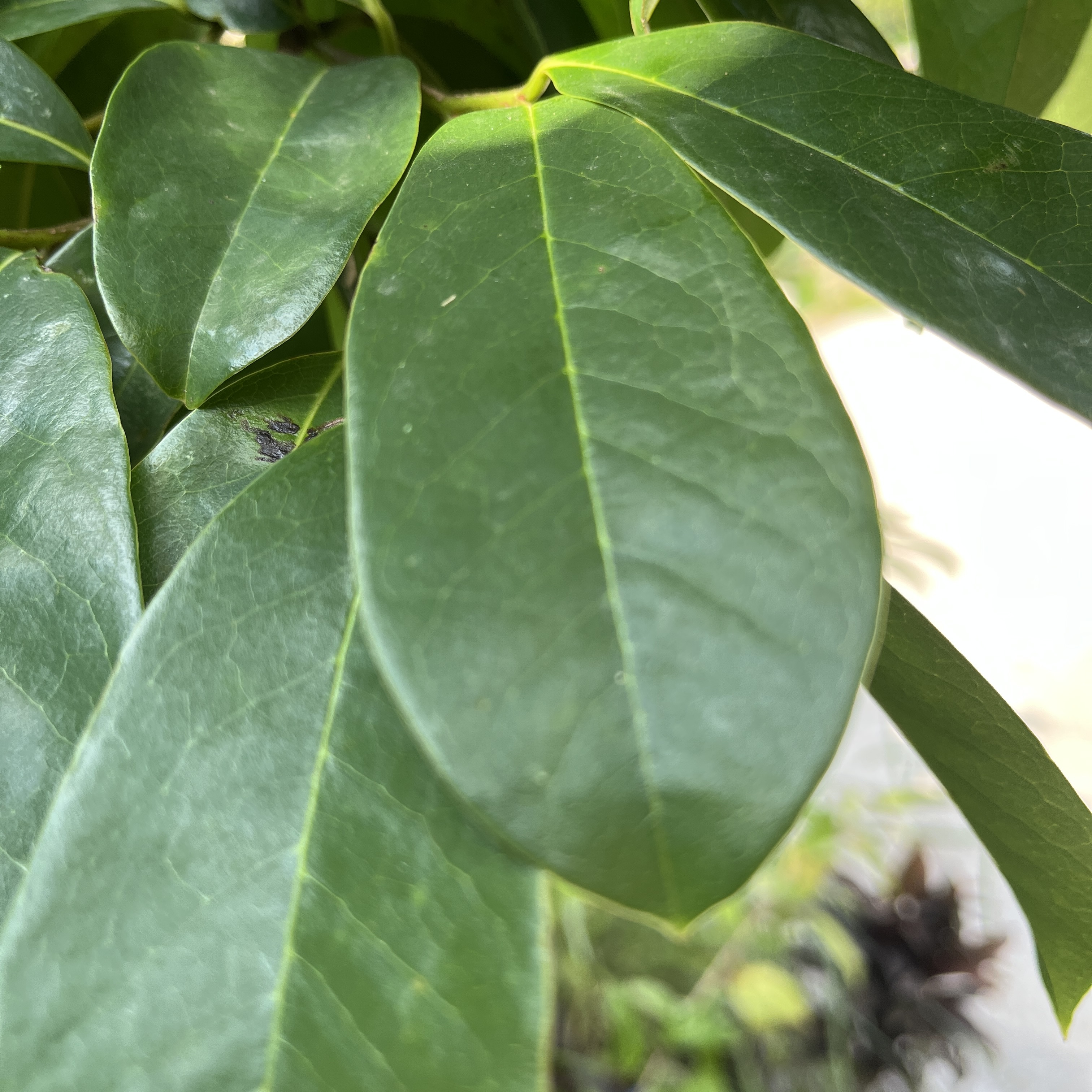 Recognition Leaves Object Detection Dataset By Raine