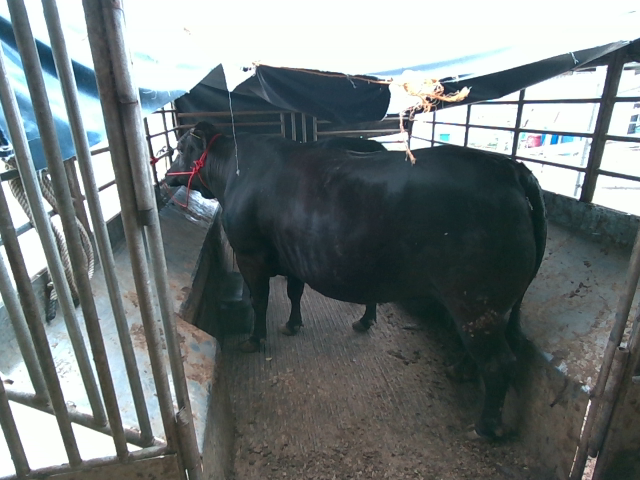 cow Object Detection Dataset by project-y4ba1