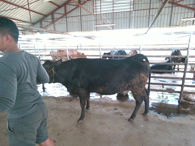 cow Object Detection Dataset by project-y4ba1