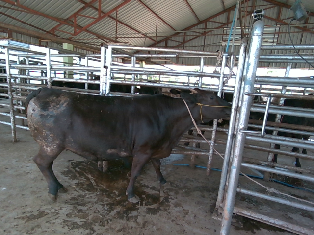 cow Object Detection Dataset by project-y4ba1