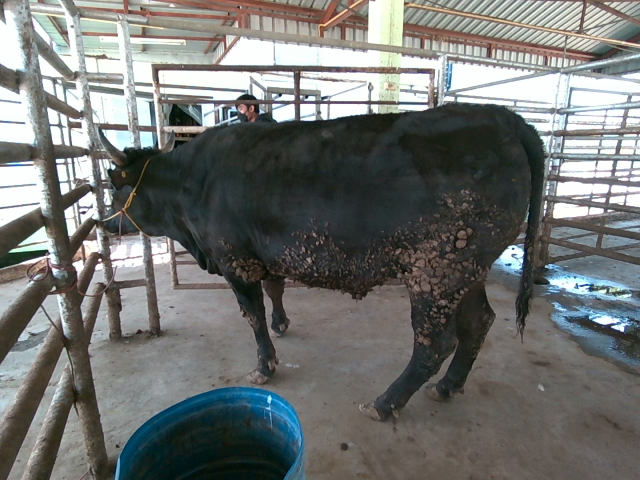 cow Object Detection Dataset by project-y4ba1