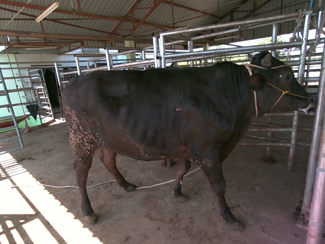 cow Object Detection Dataset by project-y4ba1