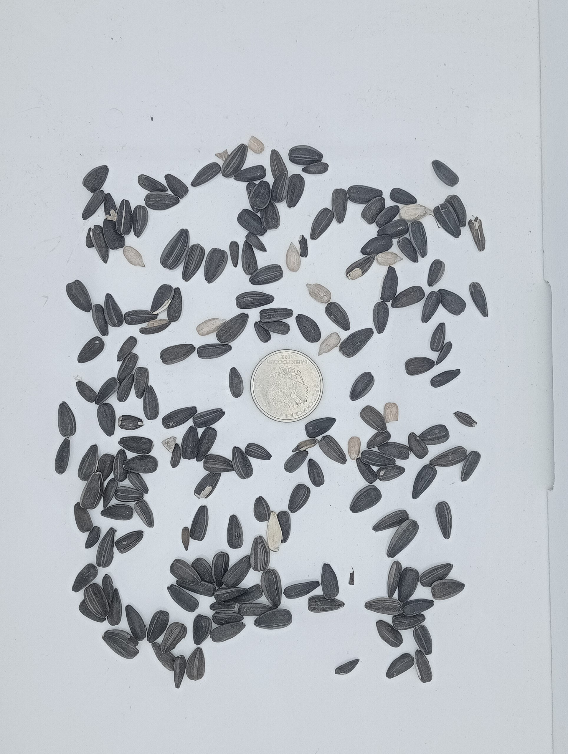 seeds Instance Segmentation Dataset by Tod Hardy