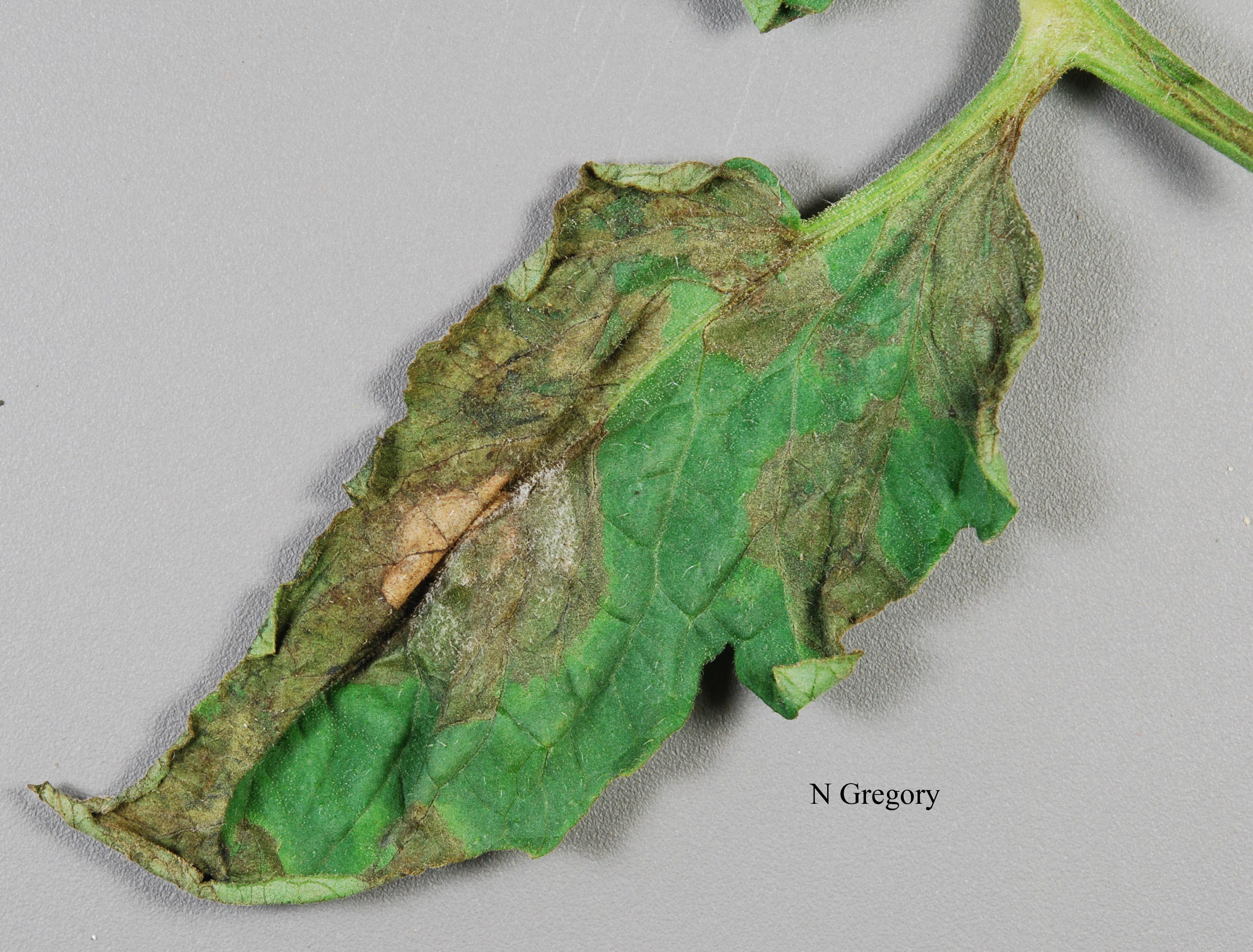 credits to PlantDoc Object Detection Dataset by cool