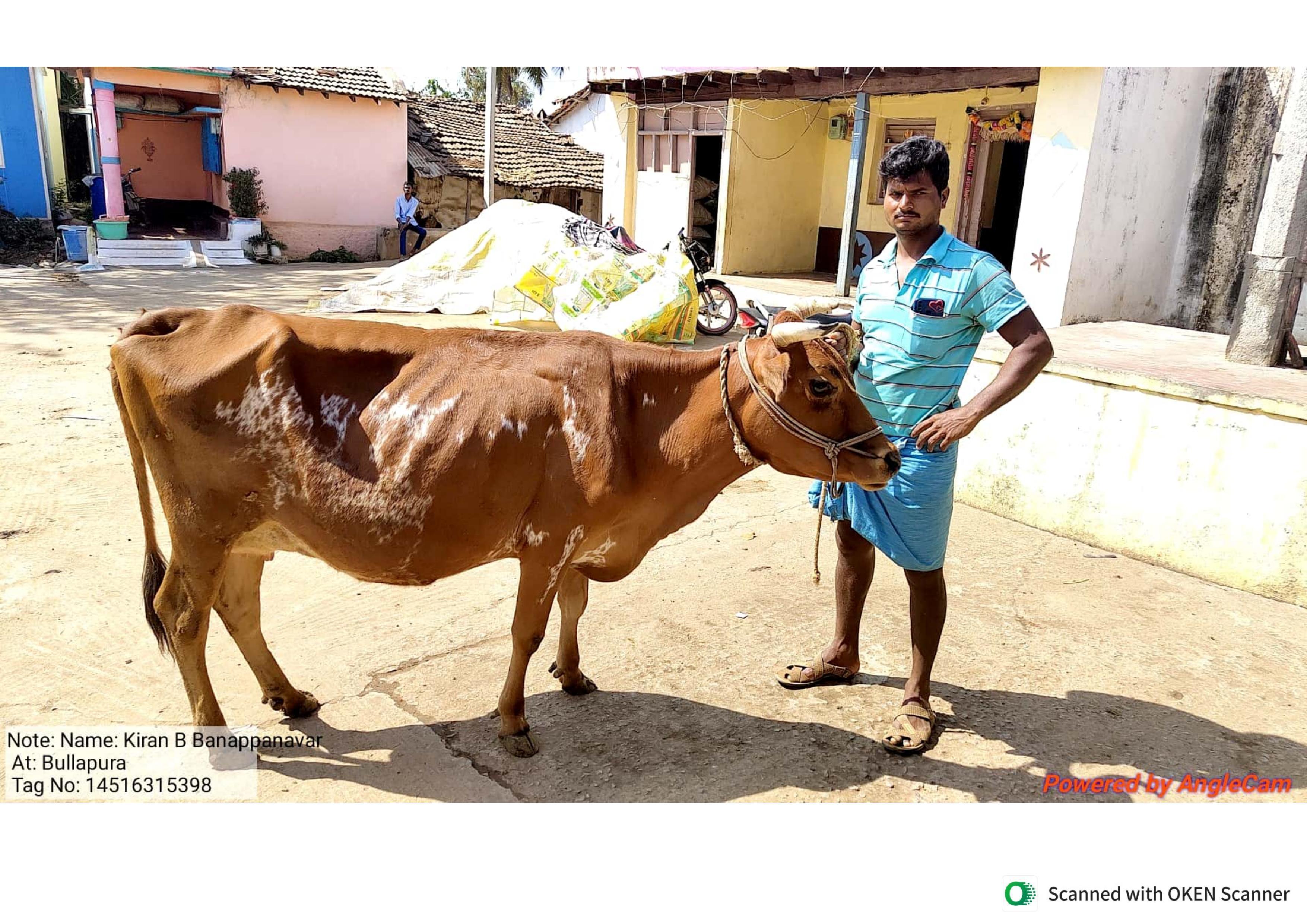 Cattle re-annotated updated data Object Detection Dataset by Abs
