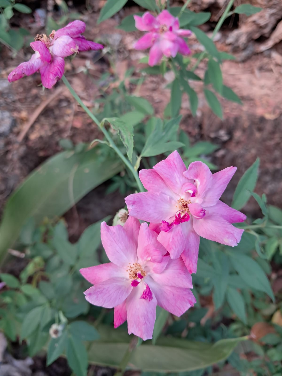 Flower Segmentation Object Detection Dataset And Pre Trained Model By