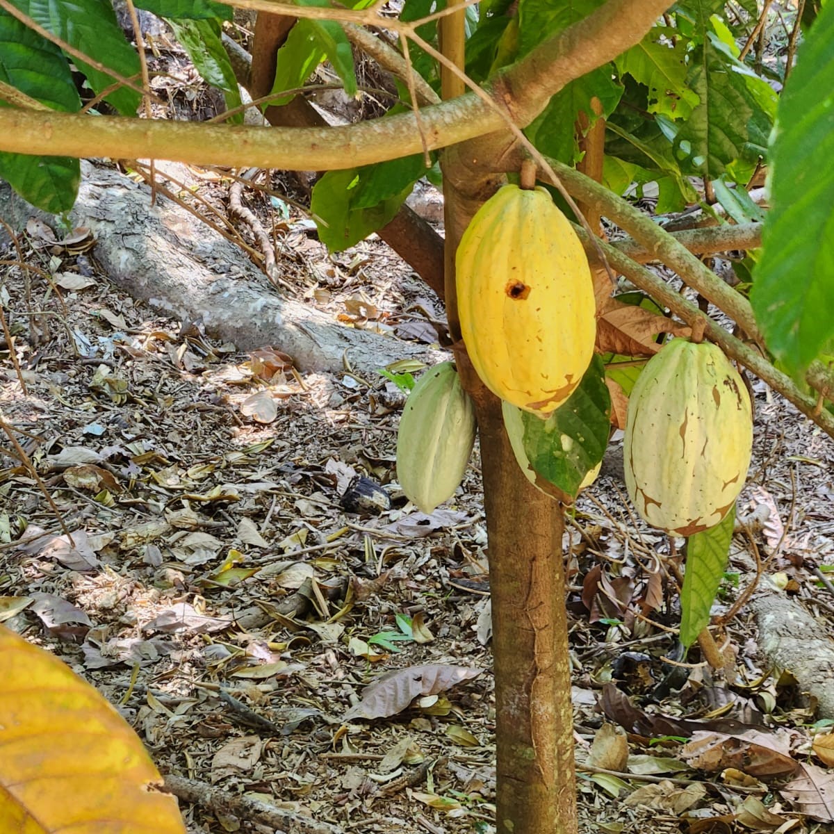 CACAO MEDIA V1 Object Detection Dataset and Pre-Trained Model by CACAO MEDIA V1