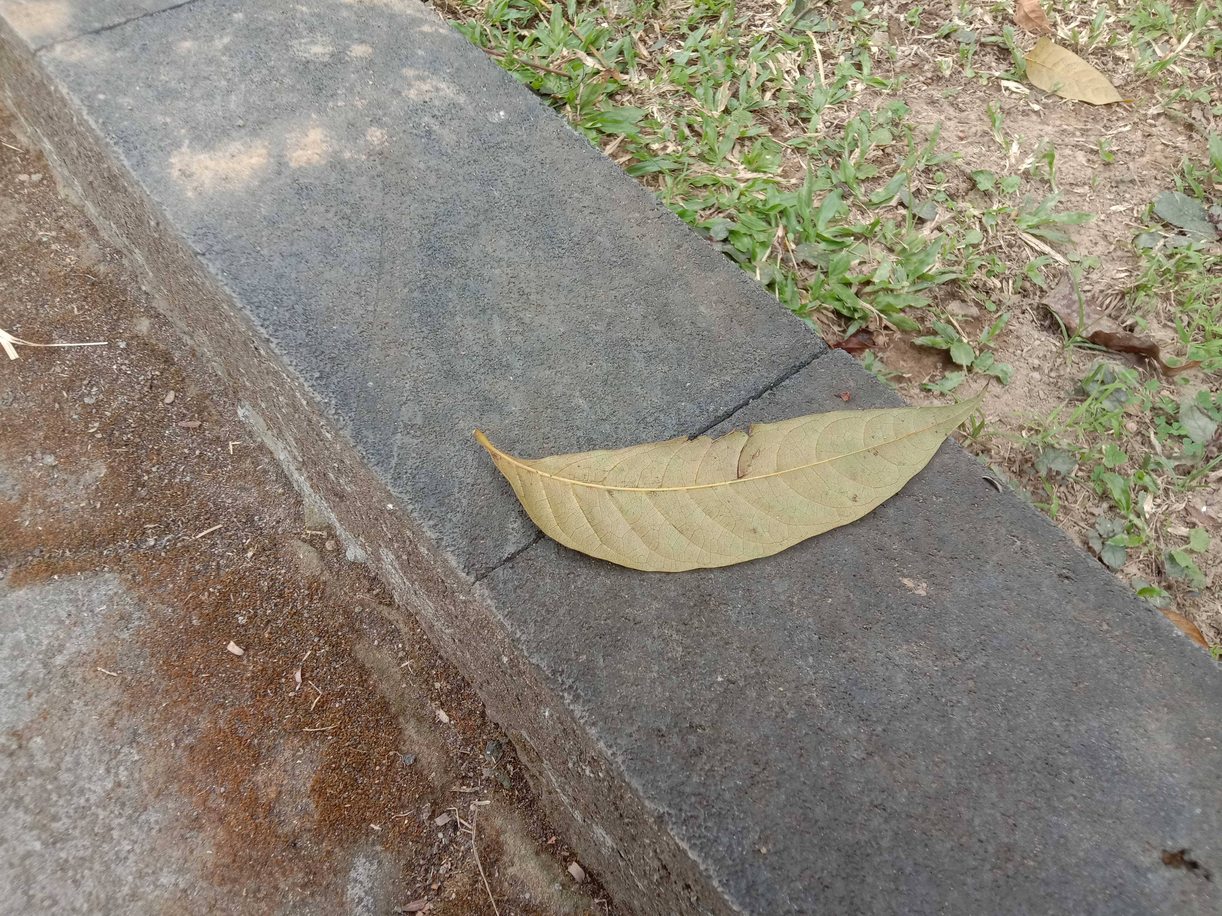 Dried Leaves Object Detection Object Detection Dataset And Pre Trained Model By Haikal Fk