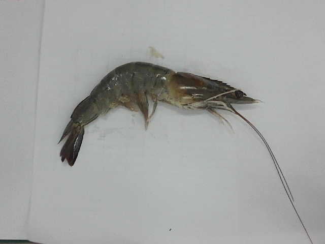 Shrimp Detection Object Detection Model by Vehicle Detect