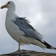 Invading birds Object Detection Dataset and Pre-Trained Model by YOLOV5